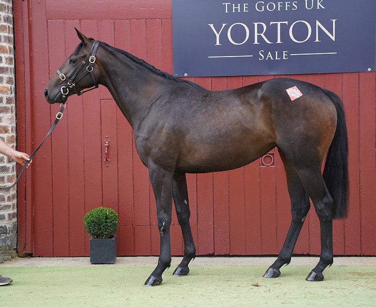 Lot 10 - Bay Filly (GB) - Goffs UK Yorton Sale 2021 | Yorton Farm