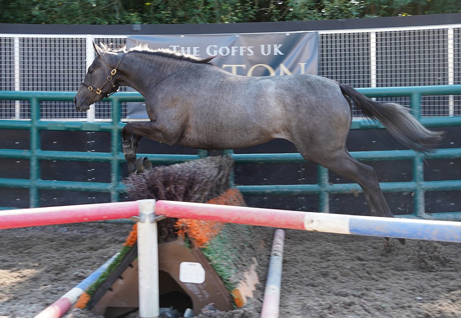 Lot 16 - Grey Filly (GB) - Goffs UK Yorton Sale 2021 | Yorton Farm