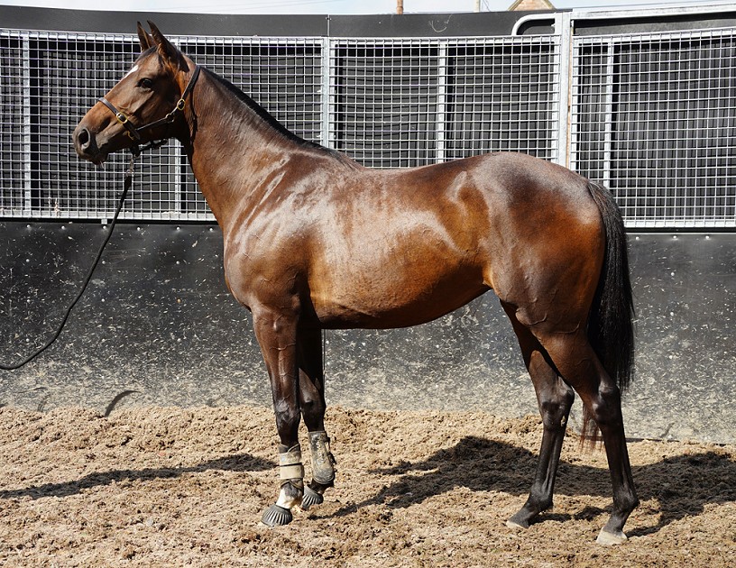 Lot 2 - Bay Filly (GB) - Goffs UK Yorton Sale 2021 | Yorton Farm