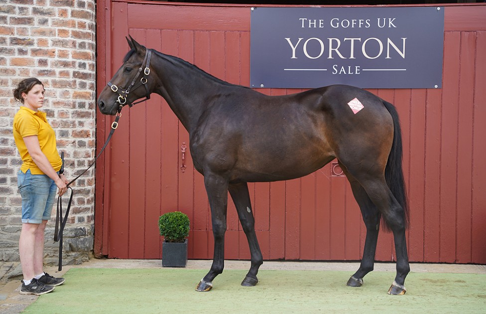 Lot 4 - Bay Filly (GB) - Goffs UK Yorton Sale 2021 | Yorton Farm