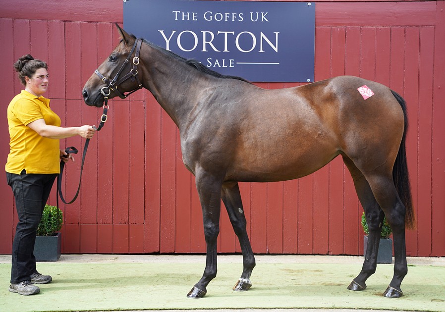 Lot 42 - Bay Filly (GB) - Goffs UK Yorton Sale 2021 | Yorton Farm