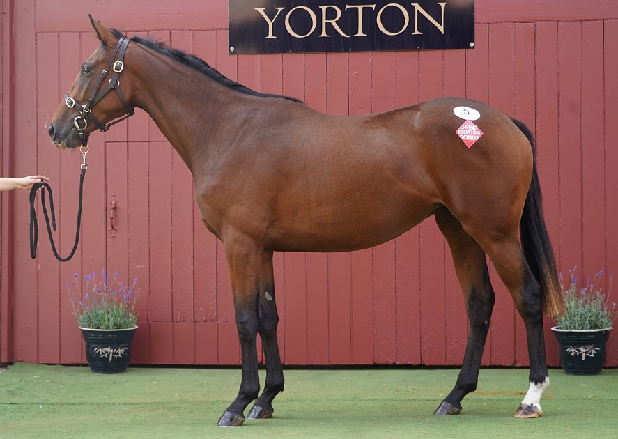 Lot 5 - Bay Filly (GB) - Goffs UK Yorton Sale 2025 | Yorton Farm